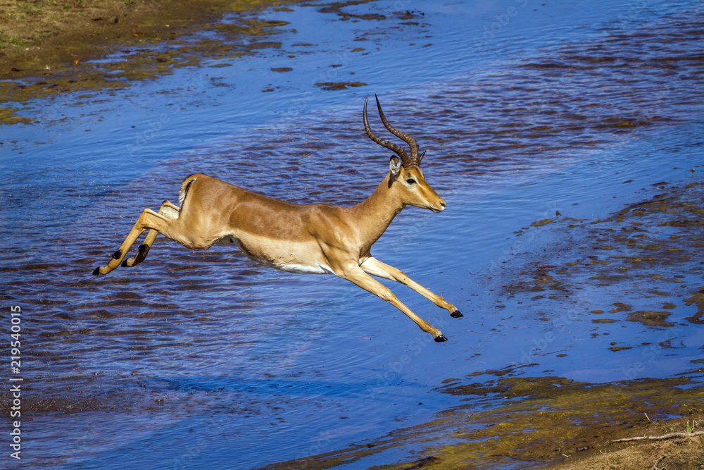 Common Impala in Kruger National park, South Africa ; Specie Aepyceros ...