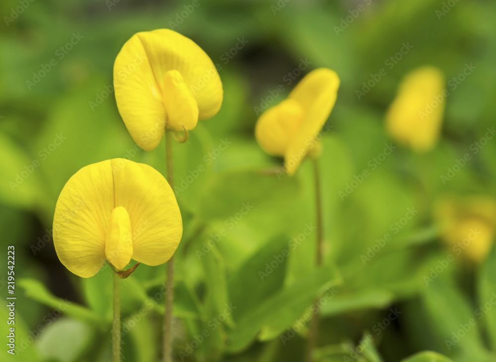 Peanut Plant Flower