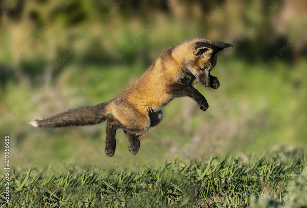 Flying Fox - A red fox kit launches in a sneak attack on one of its ...