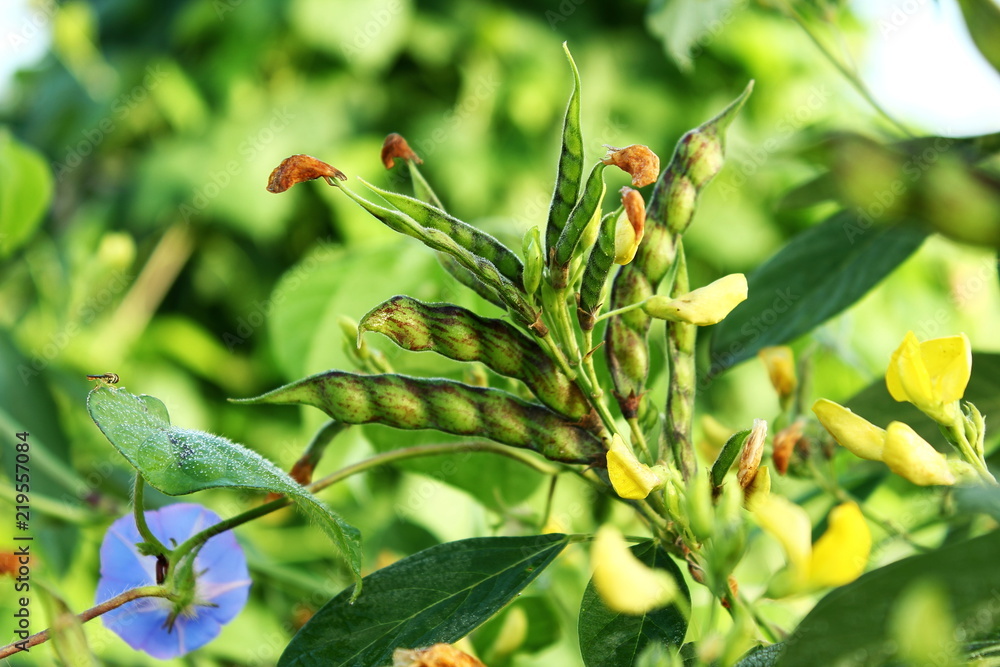 pigon pea or tuvar beans vegetable on plant Stock Photo | Adobe Stock