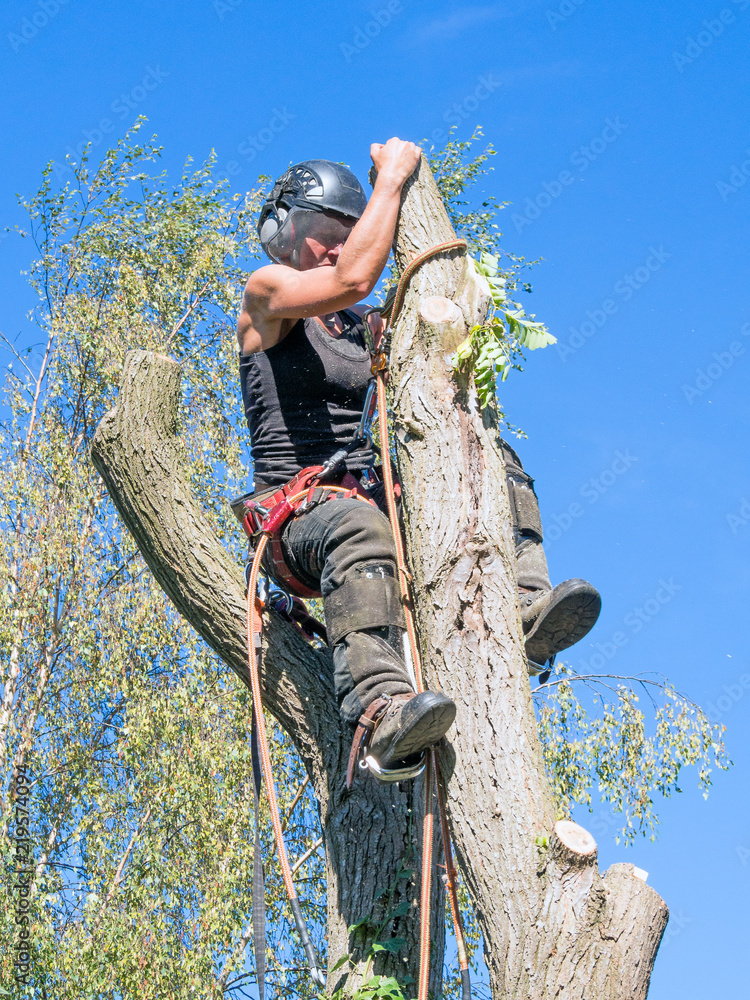 Roped to a tree top. Stock Photo | Adobe Stock
