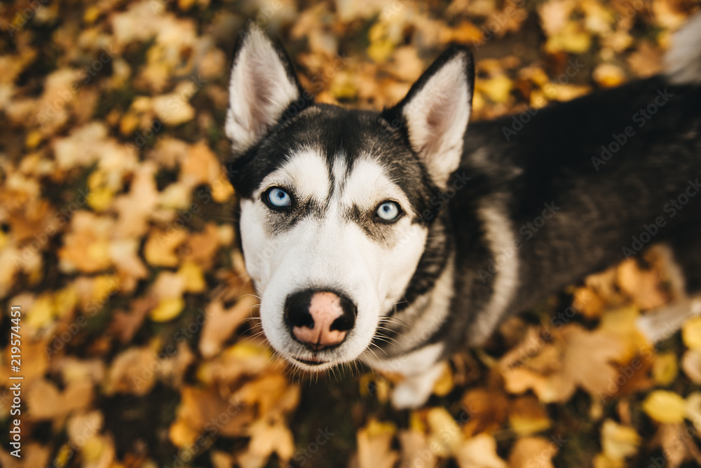 Funny Pictures Siberian Huskies