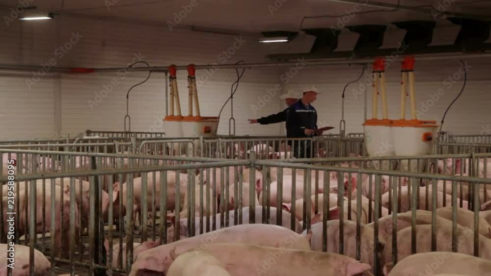 Pig farm workers examining pigs at a pig farm Intensive pig farming ...