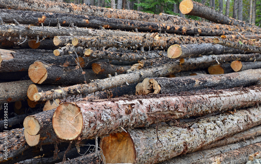 Pile of cut trees in the forest, reflecting deforestation whether the ...