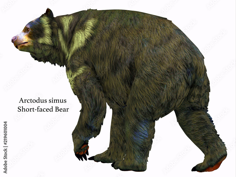 ภาพประกอบสต็อก Arctodus Bear Tail - Arctodus was an omnivorous short ...
