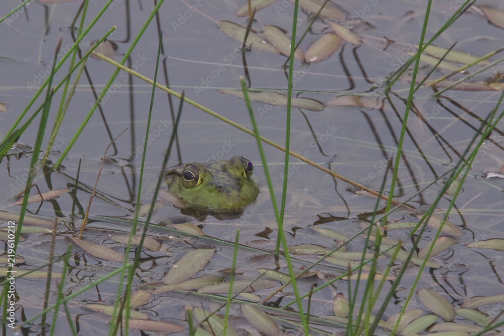 The American bullfrog is an amphibious frog, a member of the family ...