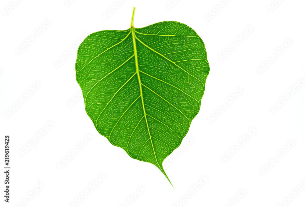 Sacred fig leaf (Ficus religiosa L. , Pipal Tree, Bohhi Tree, Bo Tree ...
