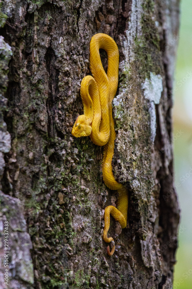 Tinsel snake or Bothriechis schlegelii in Punta Cahuita National Park ...
