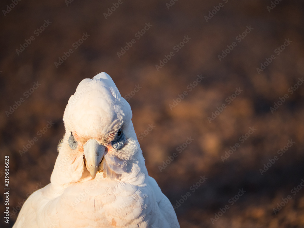 little corella, bare-eyed cockatoo, blood-stained cockatoo, short ...