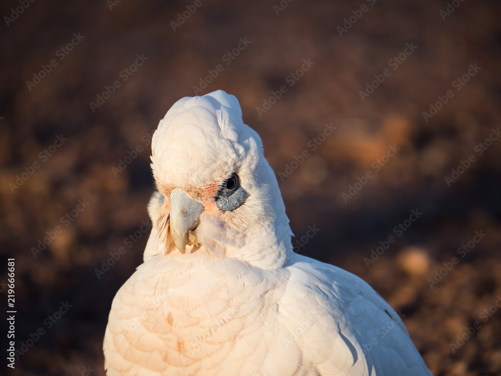 little corella, bare-eyed cockatoo, blood-stained cockatoo, short ...