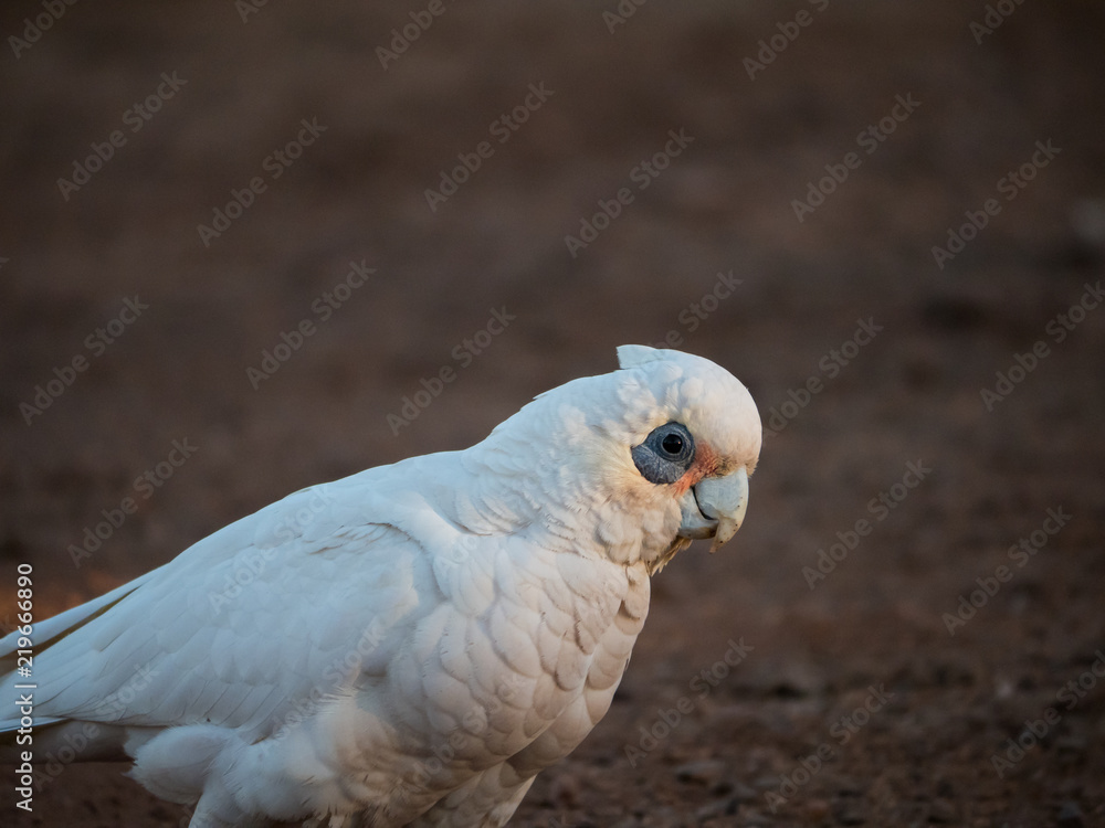 little corella, bare-eyed cockatoo, blood-stained cockatoo, short ...