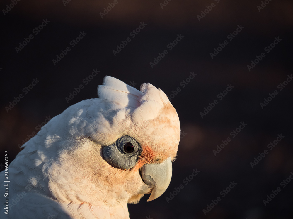 Foto de little corella, bare-eyed cockatoo, blood-stained cockatoo ...