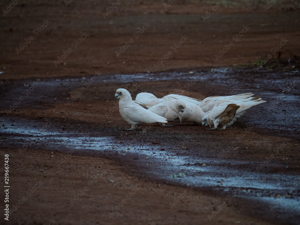 Foto de little corella, bare-eyed cockatoo, blood-stained cockatoo ...