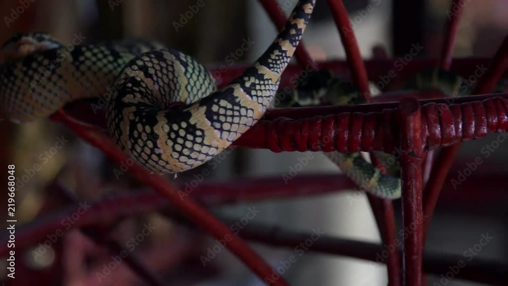 Wagler's Temple Pit Viper (Tropidolaemus wagleri) Sleeping at Snake ...