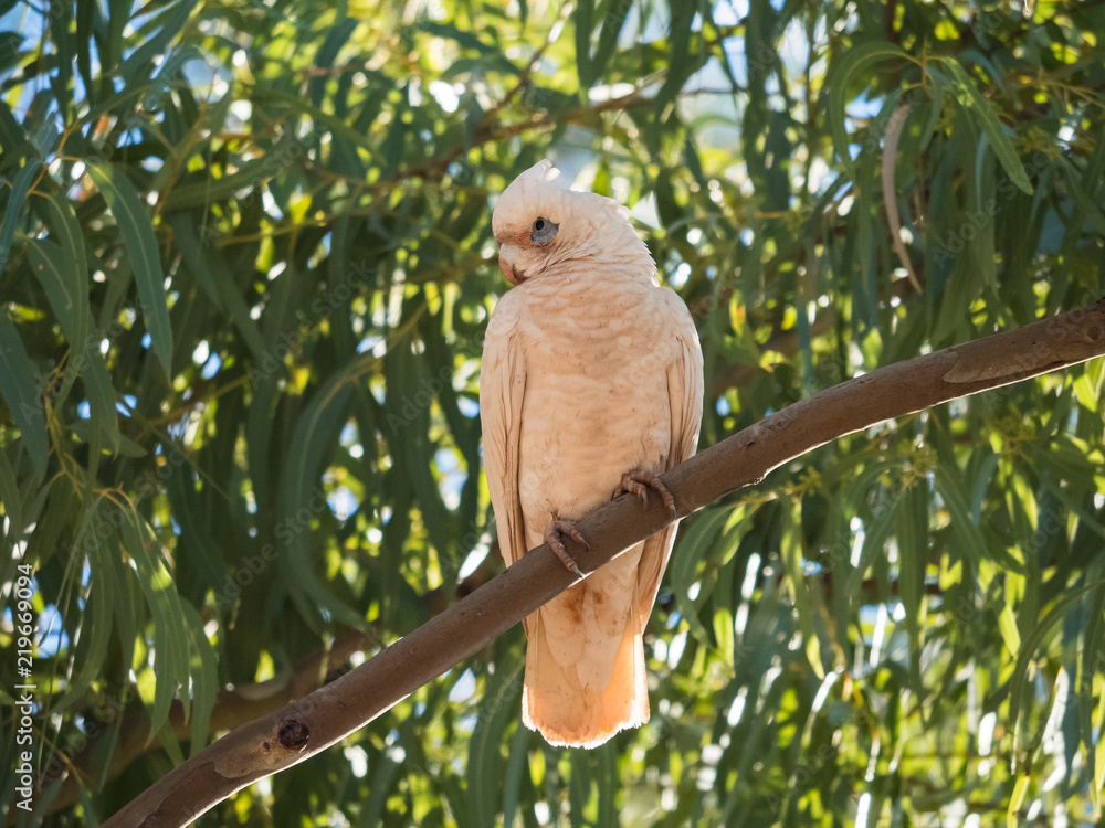 Foto de little corella, bare-eyed cockatoo, blood-stained cockatoo ...