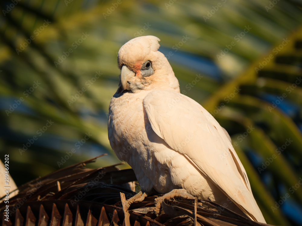 little corella, bare-eyed cockatoo, blood-stained cockatoo, short ...