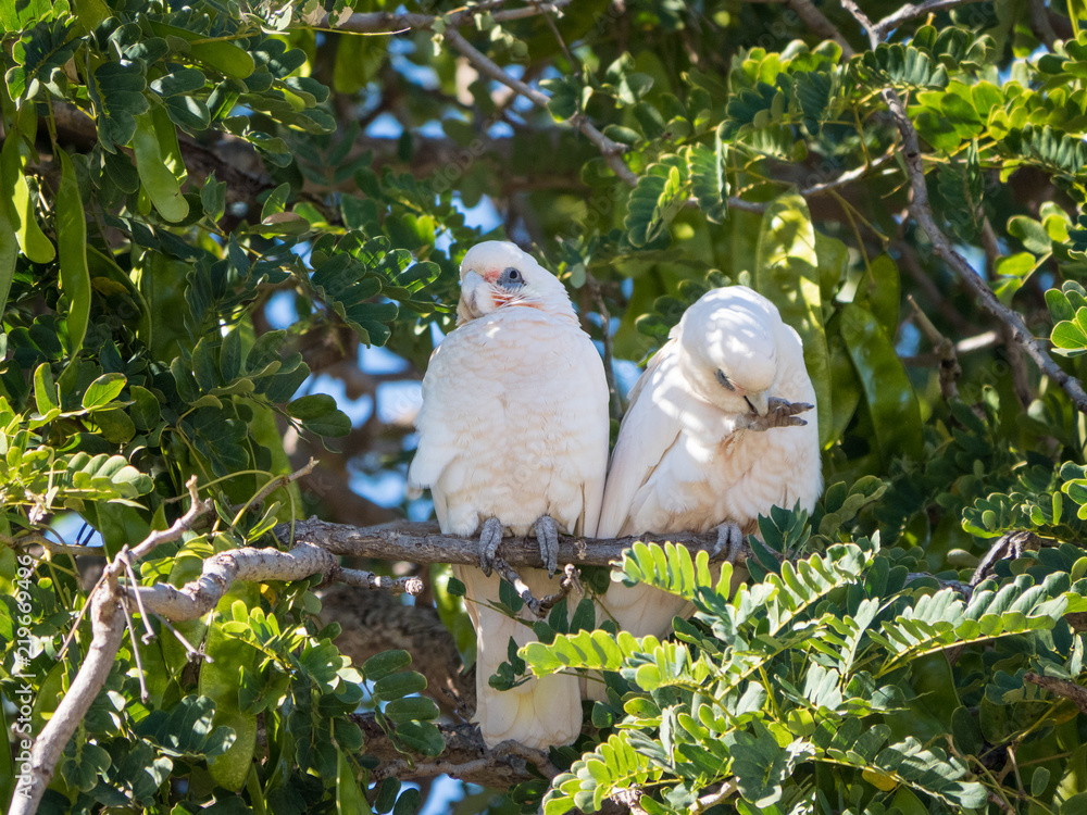 little corella, bare-eyed cockatoo, blood-stained cockatoo, short ...