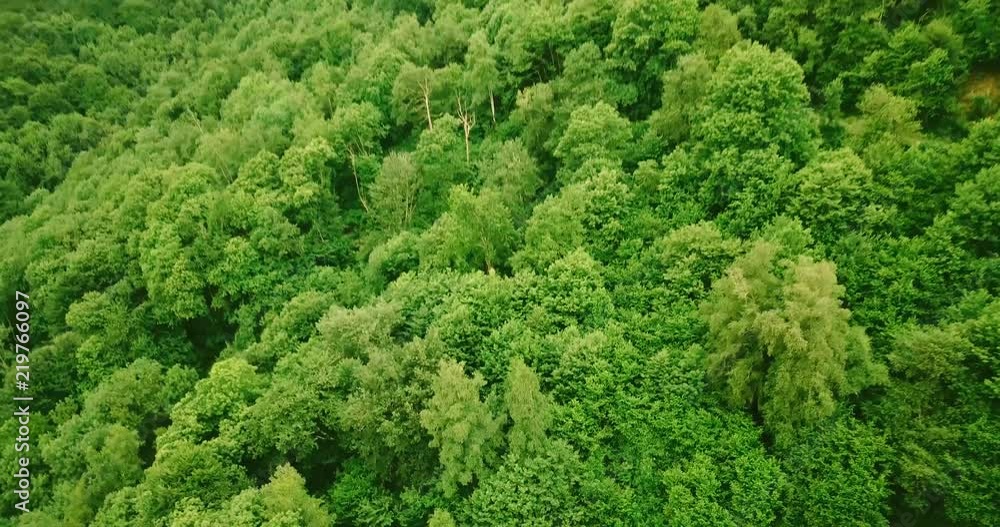 Treetops of a forest seen from above Stock Video | Adobe Stock