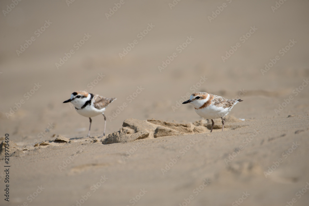 Couple of Malaysian plover is a small wader that nests on beaches and ...