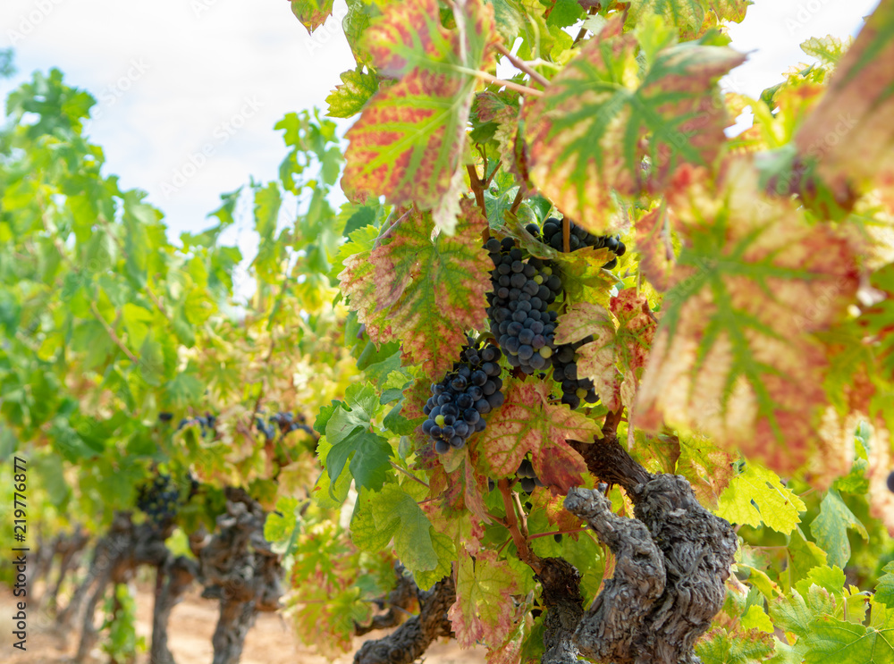 French red and rose wine grapes plant, growing on ochre mineral soil ...