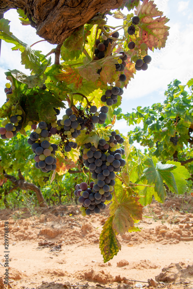 French red and rose wine grapes plant, growing on ochre mineral soil ...