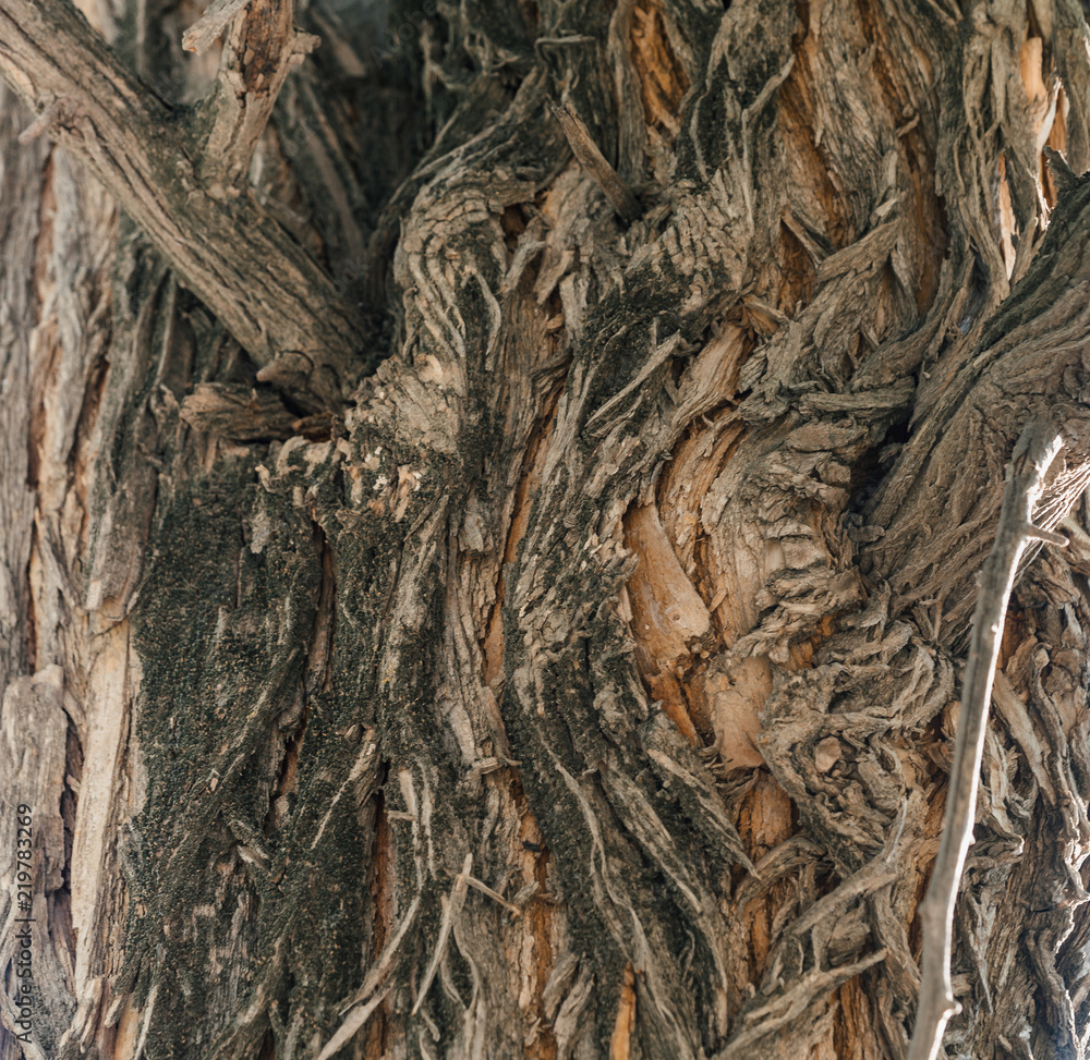 Close up outdoor view of the bark of osage orange tree, moraceae family ...