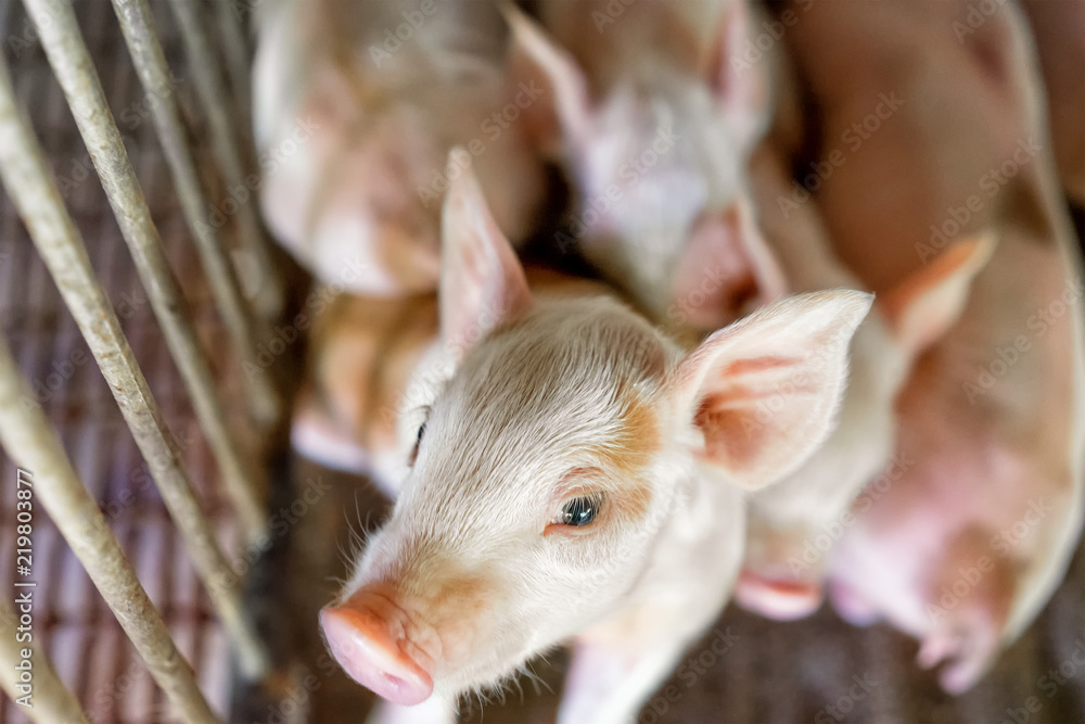 Small piglet waiting feed in the stall, group of mammal stay indoor on ...