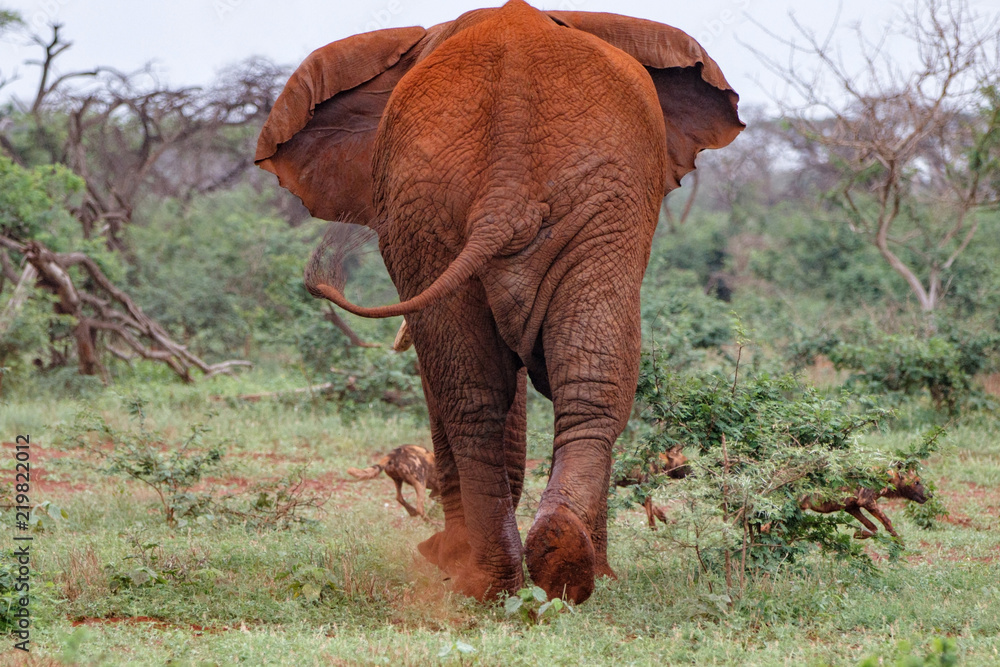 Elephant bull in must chsing wild dogs in Zimanga Game Reserve in South ...