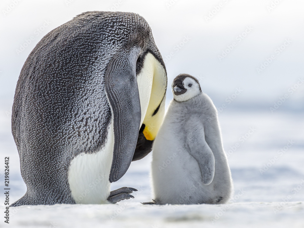 Emperor Penguin preening fron feathers watched on by chick Stock Photo ...