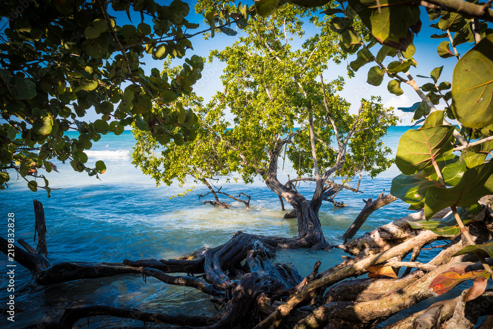 Bent trees along this Caribbean beach leaning towards the sea for their ...