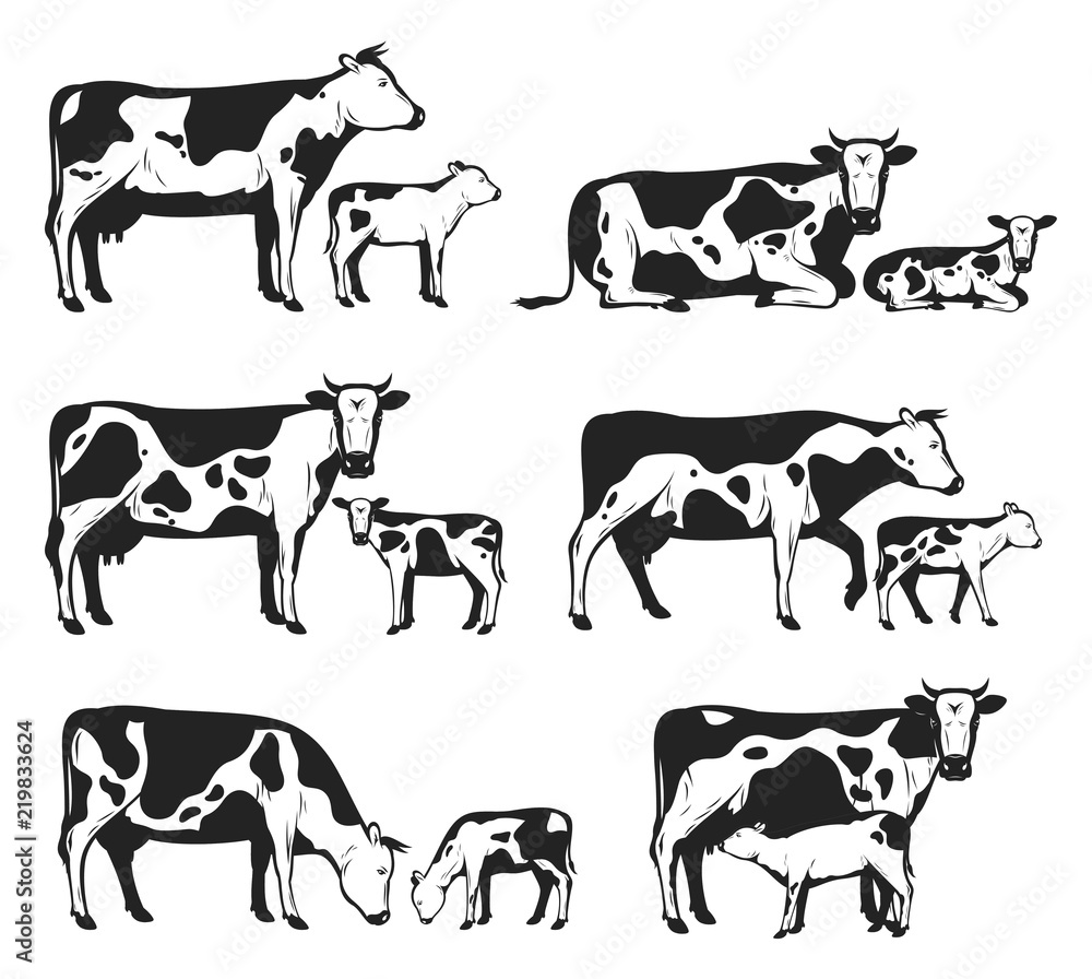 Vector holstein cows and calves collection Stock Vector | Adobe Stock