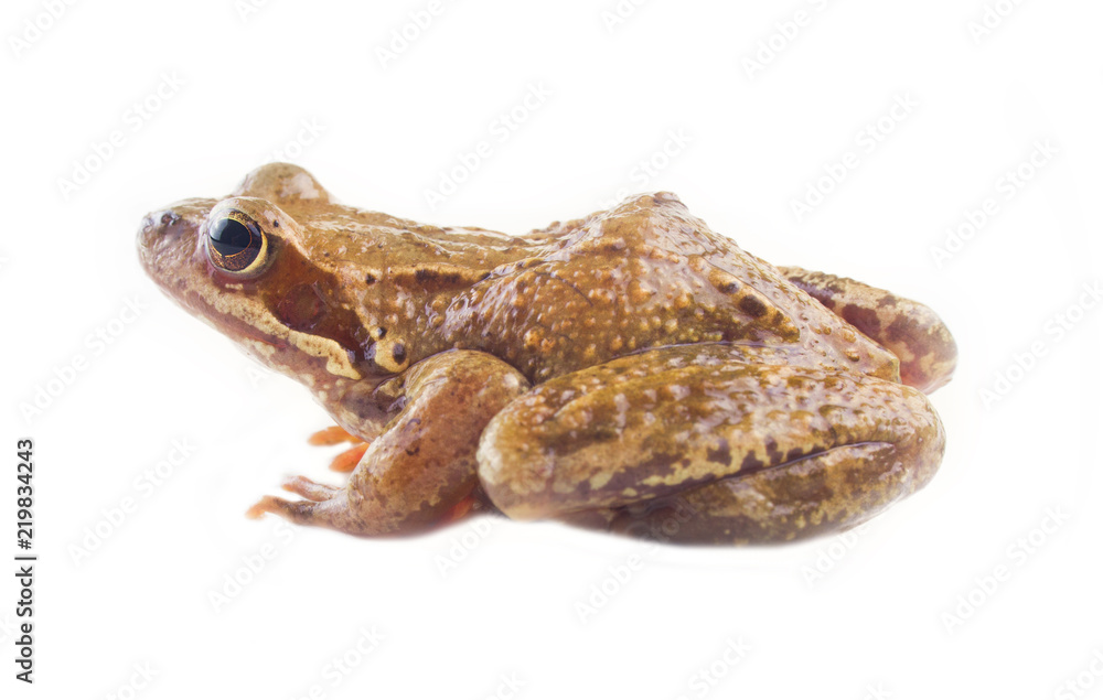 Common frog, Side view, isolated on white background Stock Photo ...