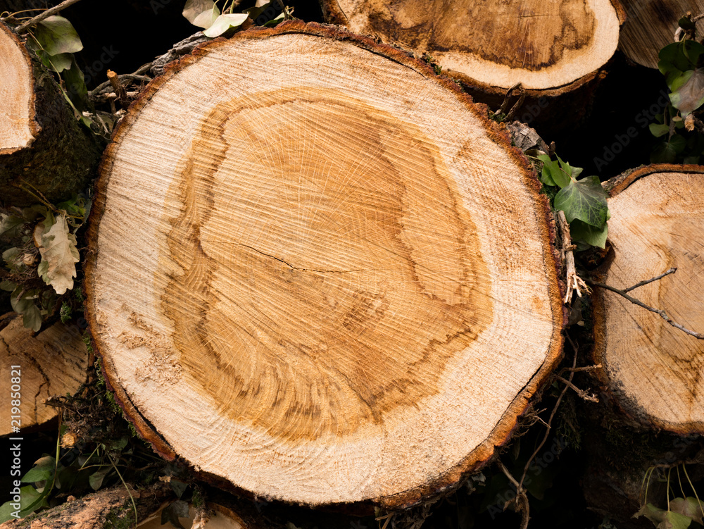 Cross section of a tree. Top view of tree rings Stock Photo | Adobe Stock