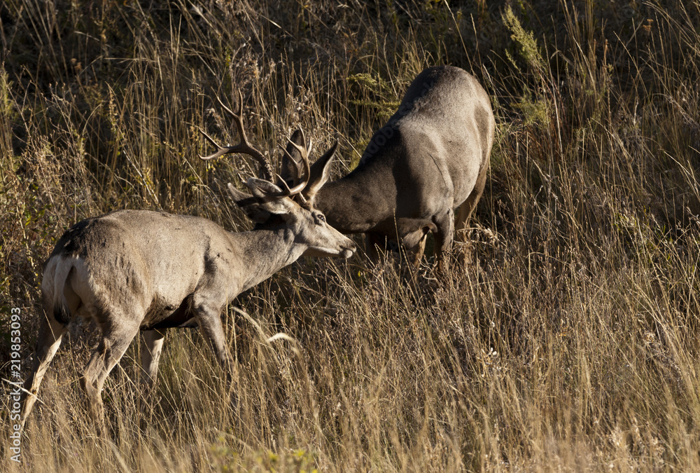 Mule Deer Buck Fighting