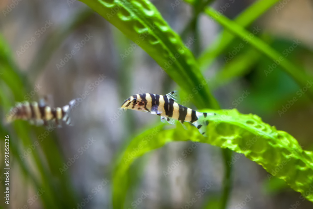 Botia with green, aquarium background. Shallow dof.The clown loach ...