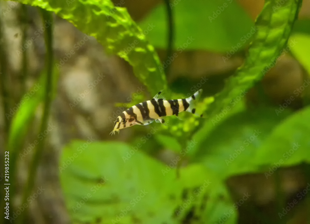 Botia with green, aquarium background. Shallow dof.The clown loach ...