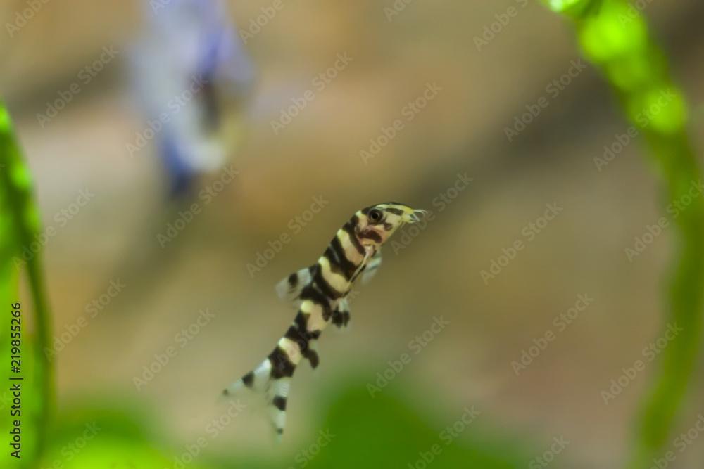 Botia with green, aquarium background. Shallow dof.The clown loach ...