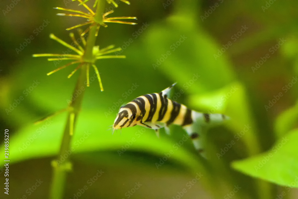 Botia with green, aquarium background. Shallow dof.The clown loach ...