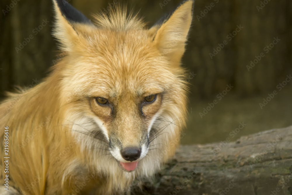 Fox close-up portrait. Foxes are small-to-medium-sized, omnivorous ...