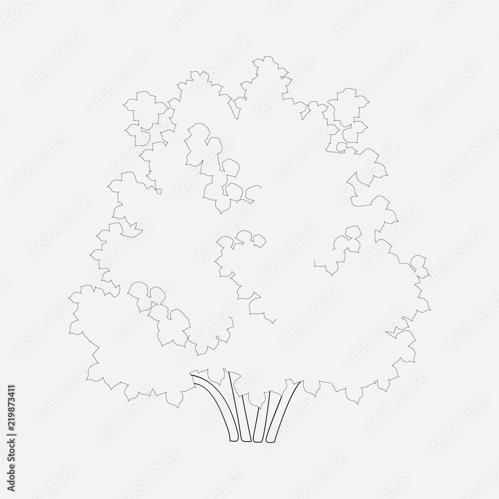 Hazelnut Tree Drawing