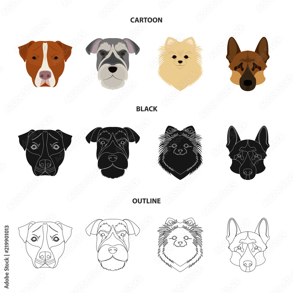 Muzzle of different breeds of dogs.Dog breed Stafford, Spitz ...