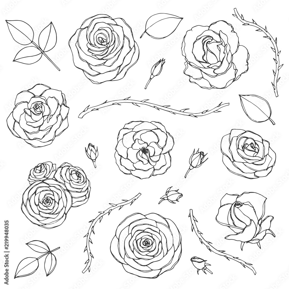 Hand drawn set of rose flowers with buds, leaves and thorny stems line ...