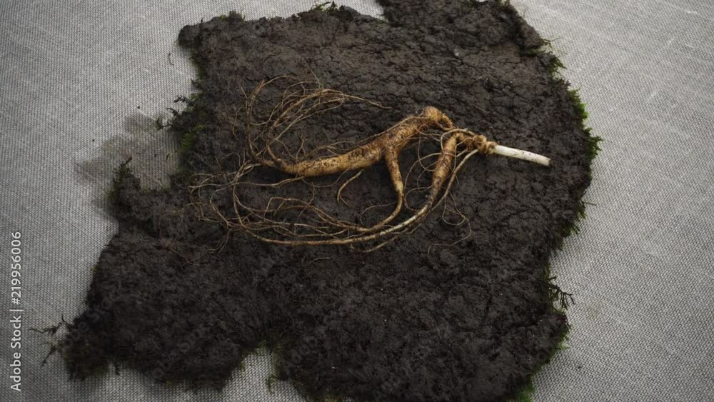 Store of the most famous medicinal store ginseng (Panax ginseng ...