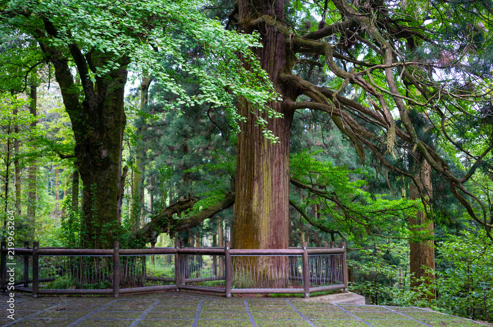 Three ancient trees in Lushan National Park mountains with two ...