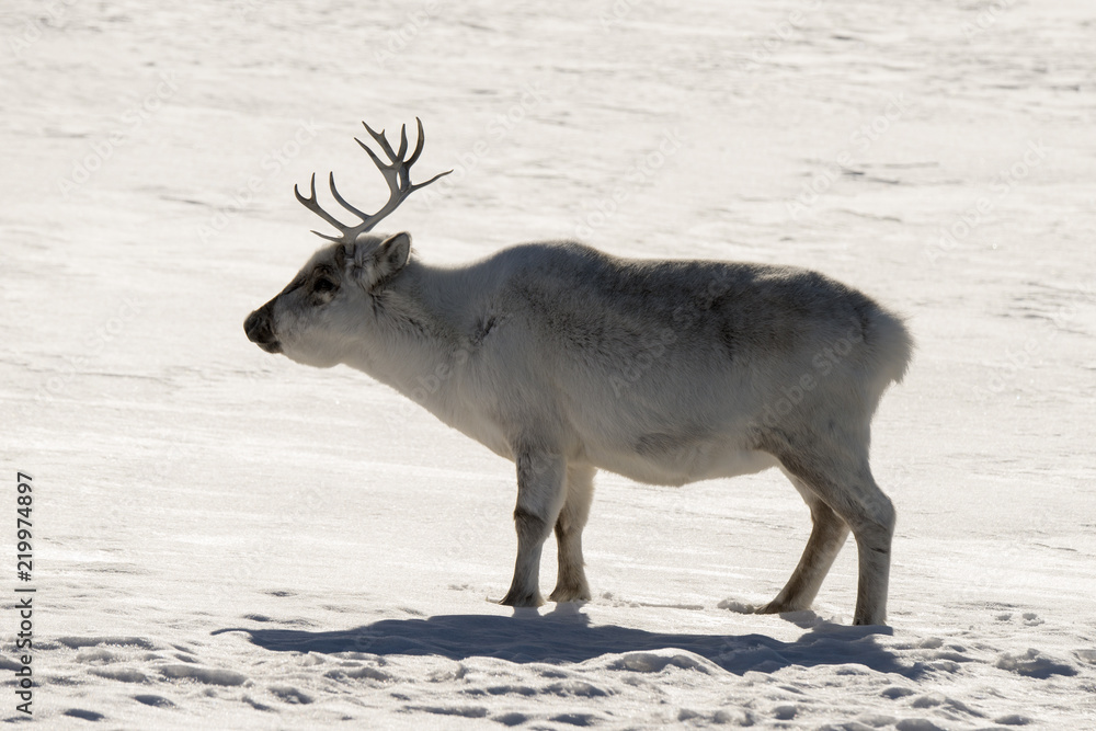 Renne du Spitzberg, Renne de Svalbard, Rangifer tarandus platyrhynchus ...