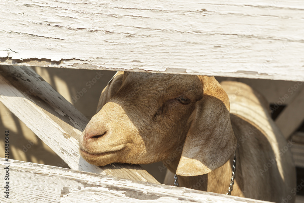 Cute goat peering from behind fence. Stock Photo | Adobe Stock