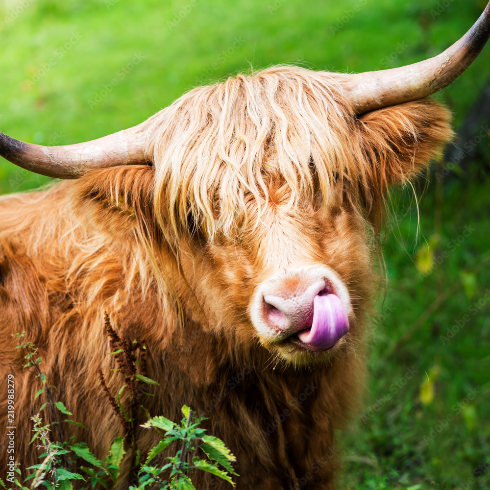 Funny and beautiful hairy highland cow, scottish symbol Stock Photo ...