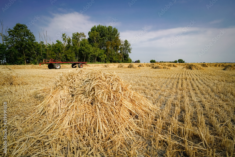 Ernten wie früher - Getreidegarben stehen zum Trocknen auf dem ...