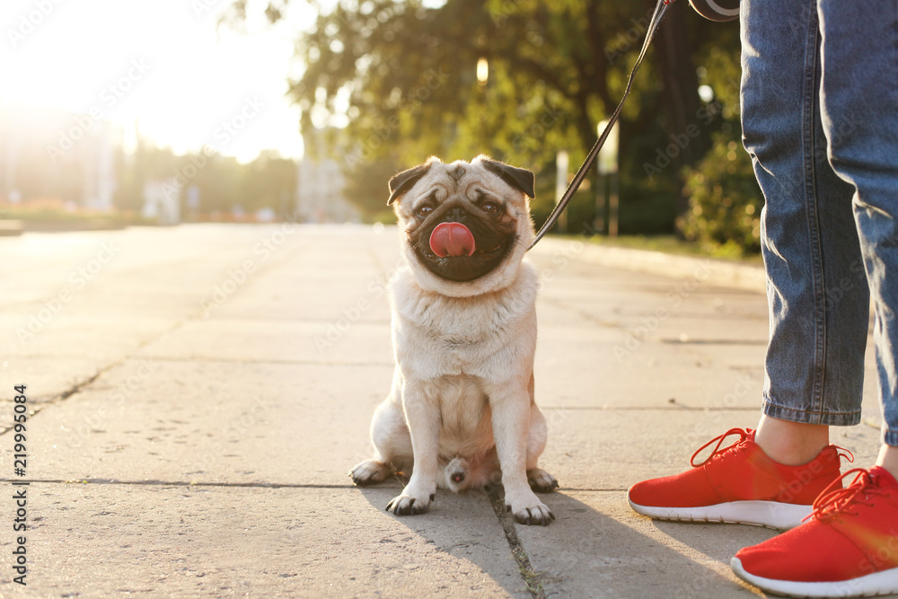 Funny puppy of pug sitting on floor near woman owner's feet on concrete ...