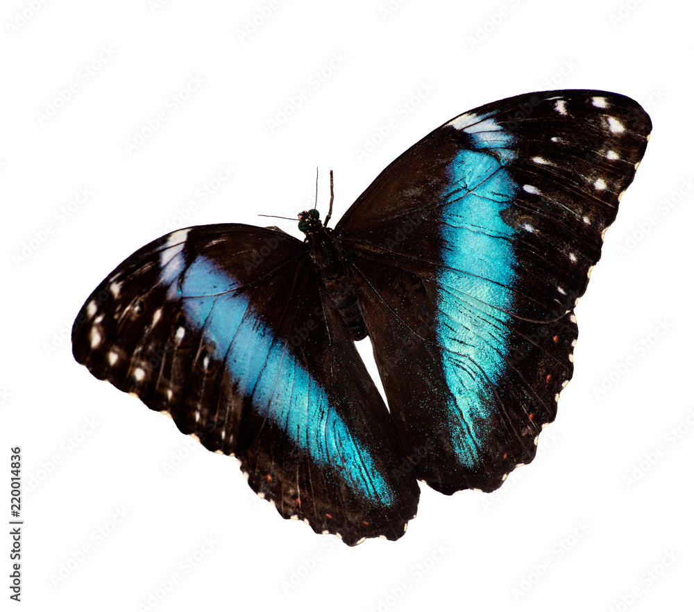 Poster Blue-banded morpho butterfly, Morpho achilles, in flight is ...